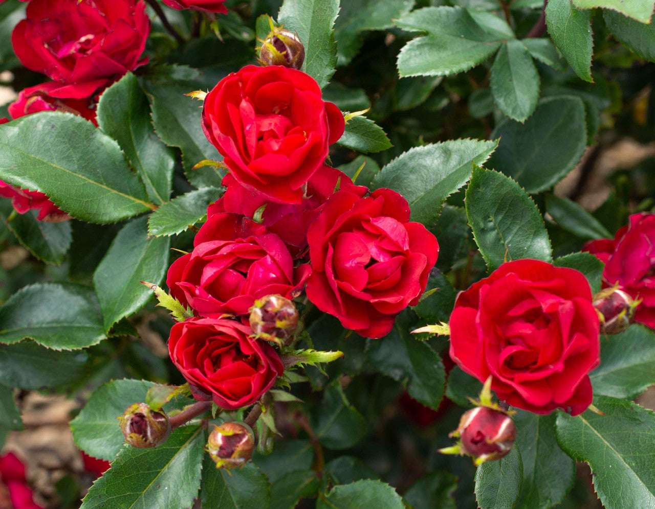 shrub rose – Pike Nursery