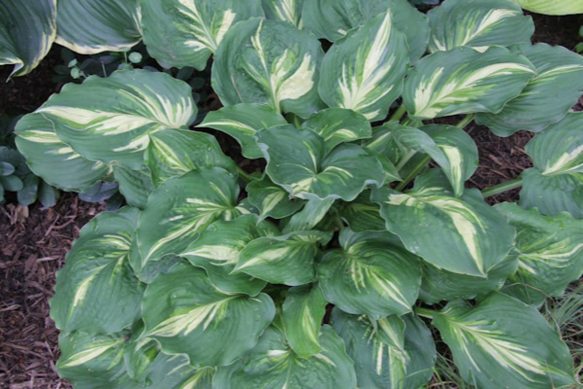 Lakeside Paisley Print Hosta - Monrovia – Pike Nursery
