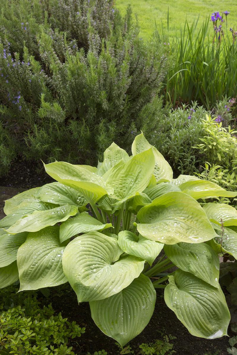 August Moon Hosta - Monrovia – Pike Nursery