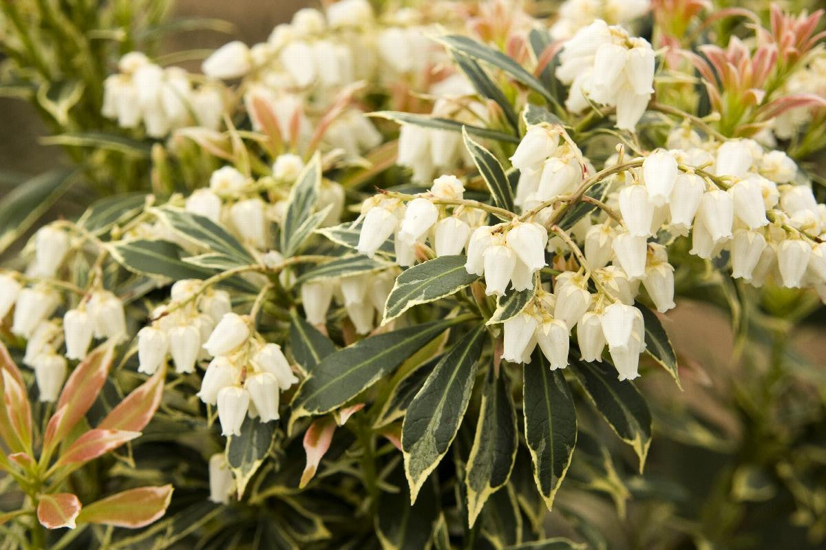 Variegated Japanese Pieris - Monrovia – Pike Nursery