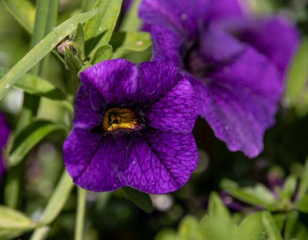 MiniFamous® Compact Purple Calibrachoa – Pike Nursery