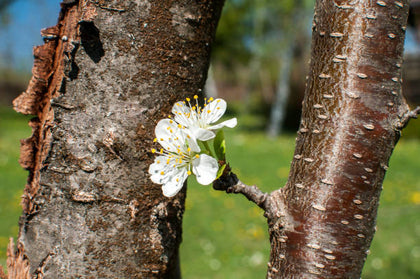 Spring Satin Plumcot – Pike Nursery