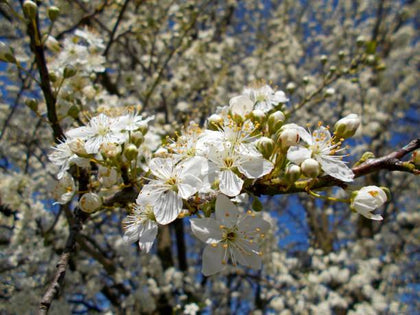 fruit trees – Pike Nursery